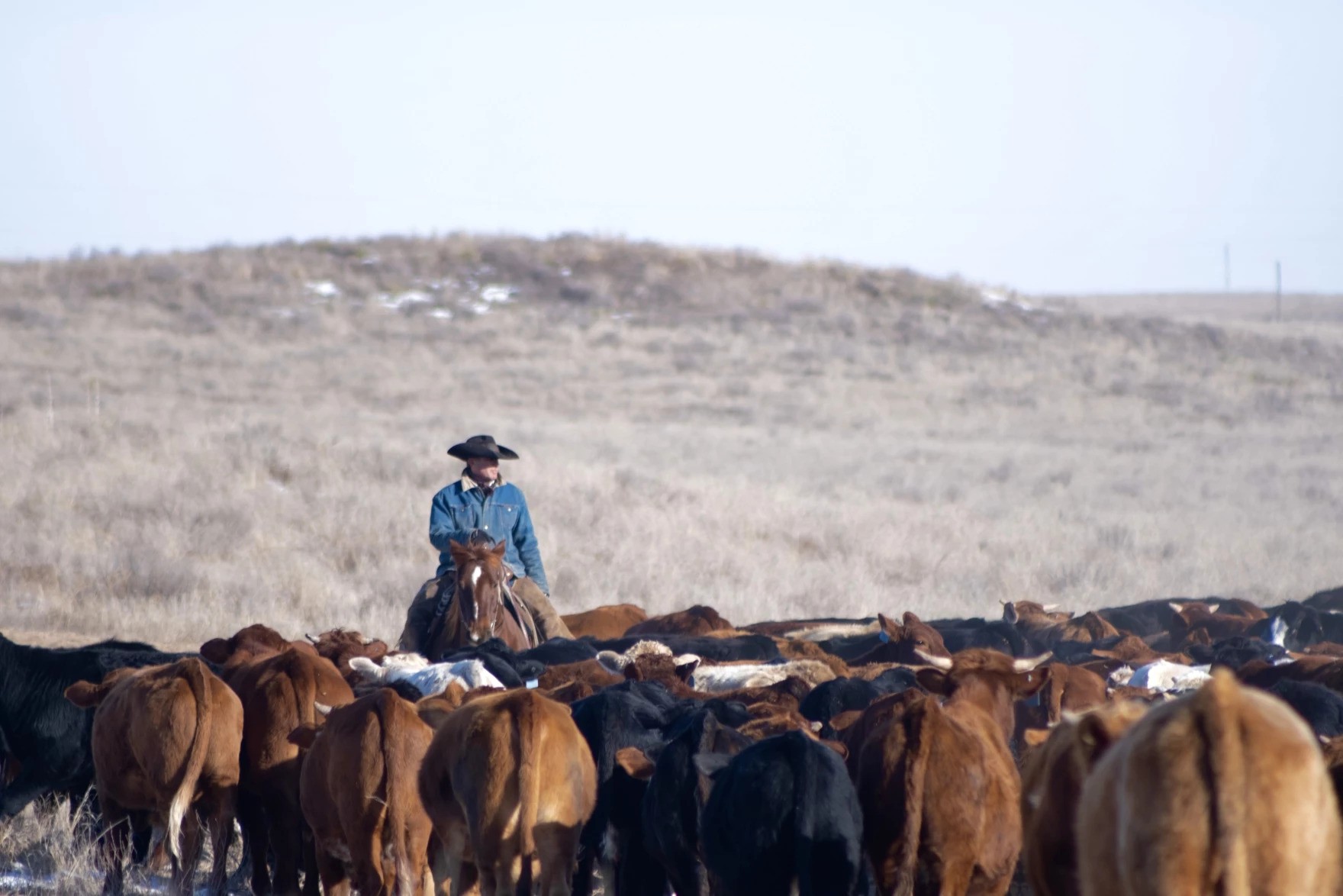 Fast food hamburgers are helping Kansas ranchers save dwindling native ...